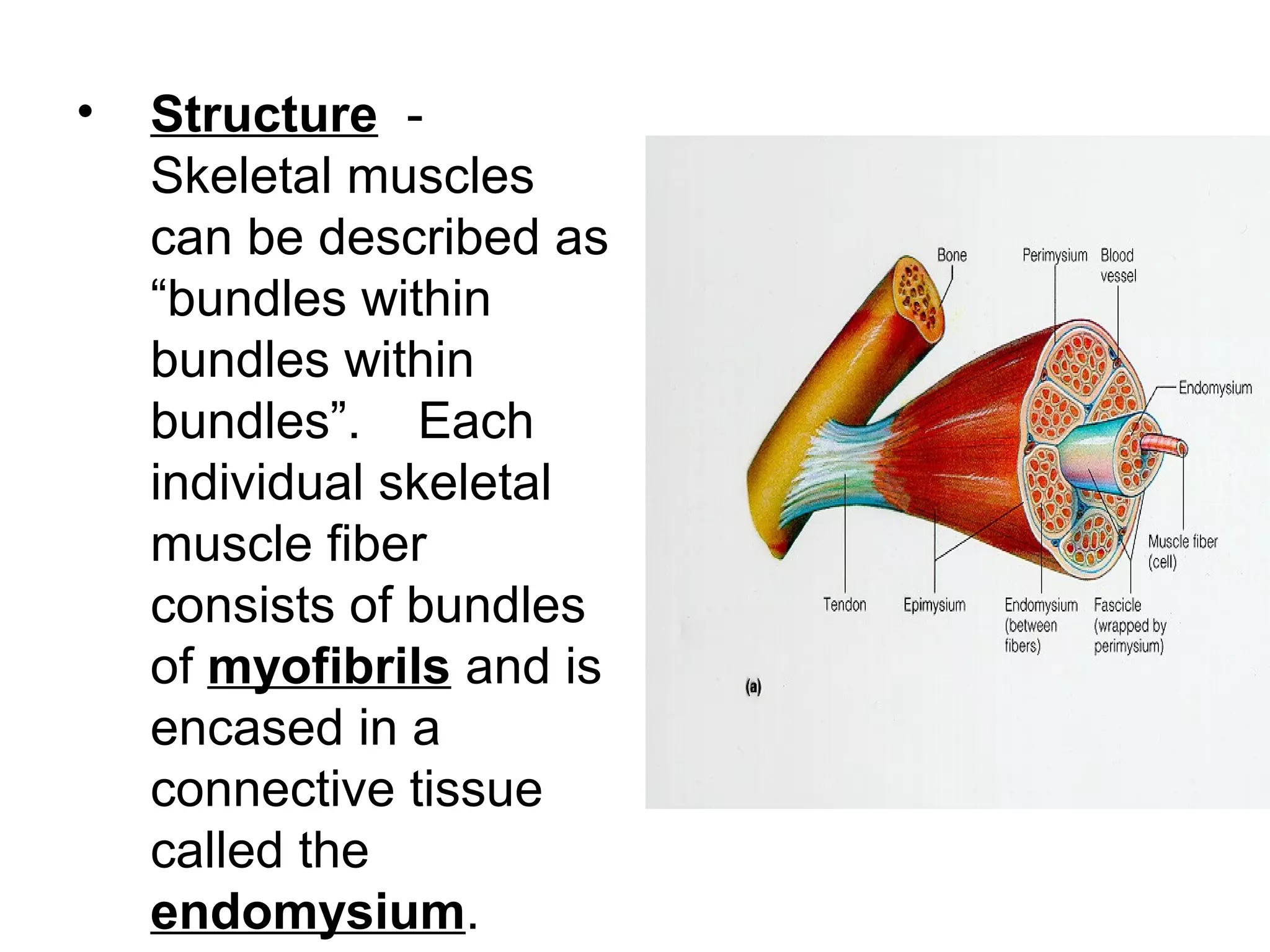 2. skeletal muscle tissue | PPT