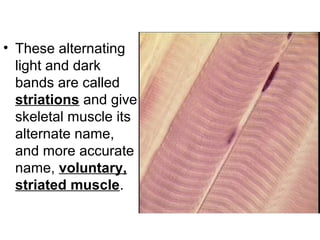 2. skeletal muscle tissue | PPT