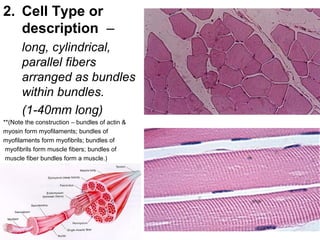 2. skeletal muscle tissue | PPT