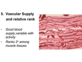 2. skeletal muscle tissue | PPT