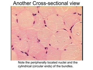 2. skeletal muscle tissue | PPT