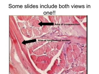 Skeletal Muscle Cell Slide