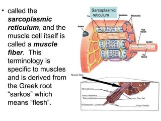 2. skeletal muscle tissue | PPT