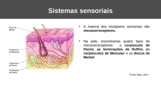 2- Slides da aula-Fisiologia do Sistema Sensorial, Neurossensorial e ...