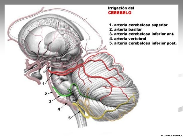 2.snc.lcr e irrigación cerebral