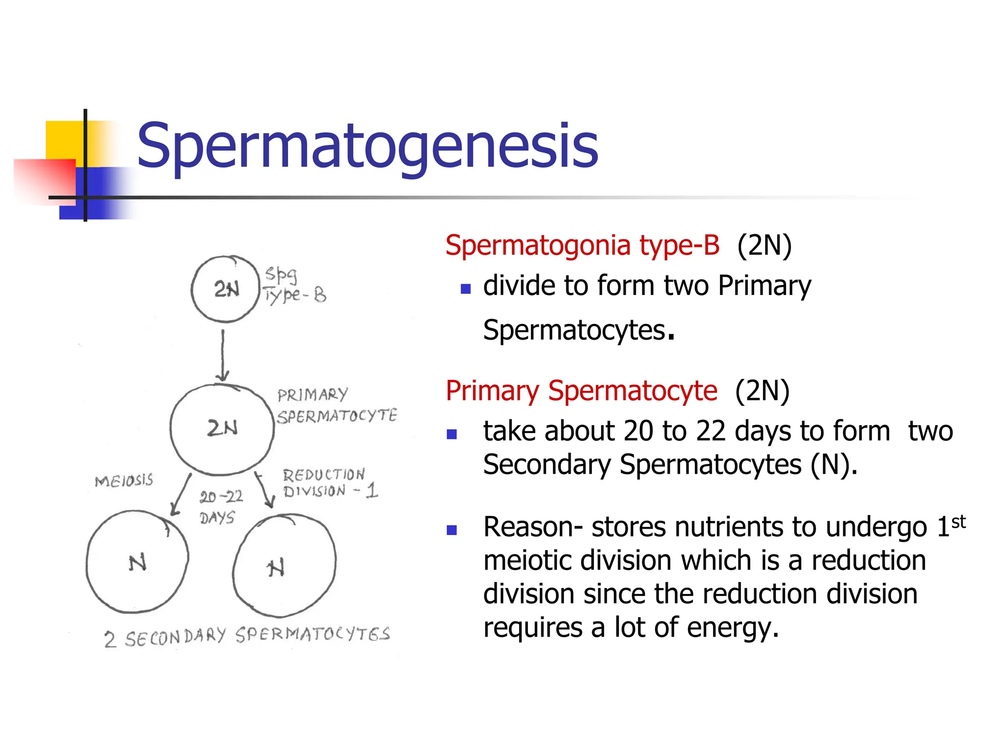 2-Spermatogenesis_sperm_semen.pdf bsc nursing | PPT
