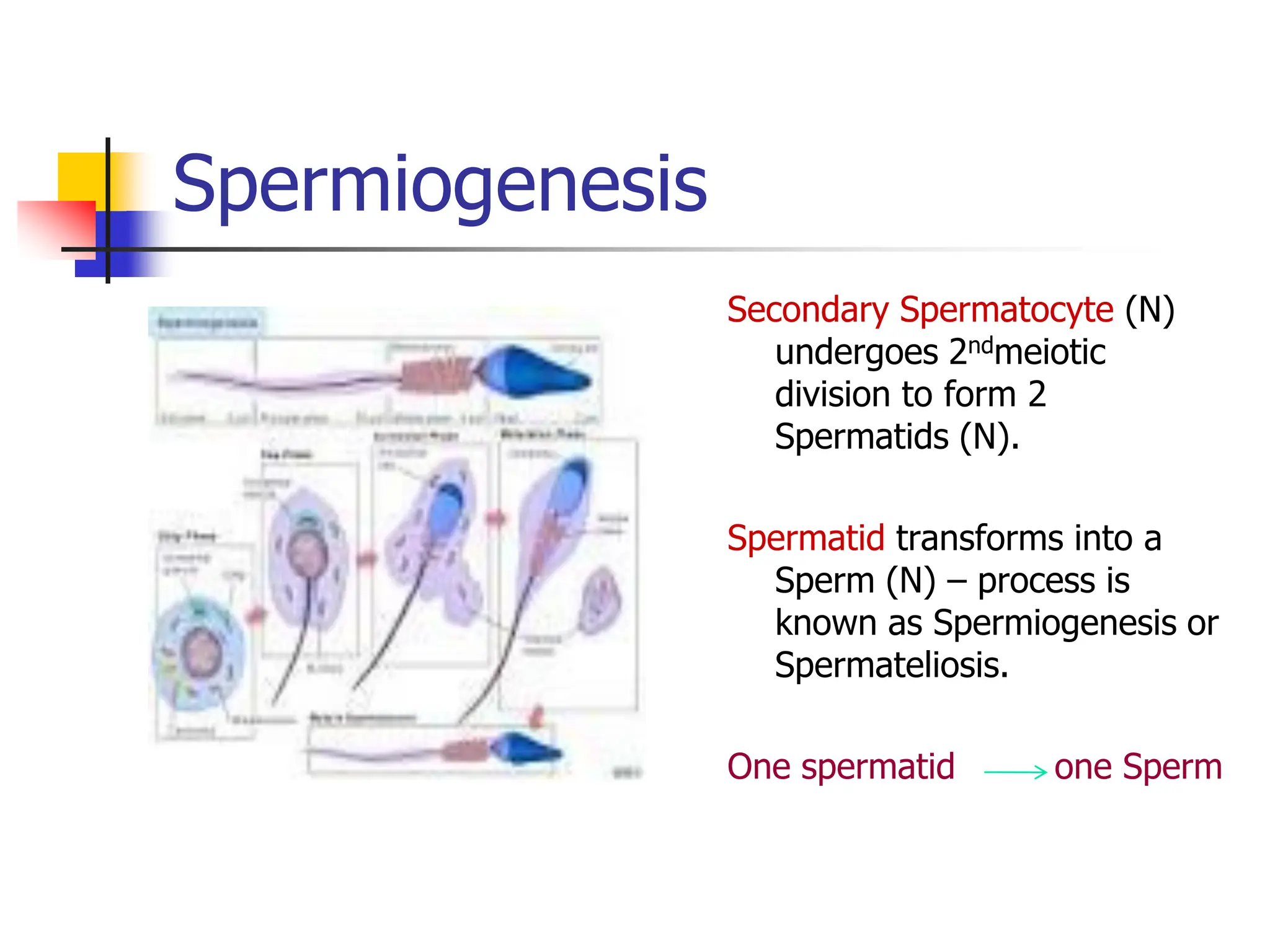 2-Spermatogenesis_sperm_semen.pdf bsc nursing | PPT