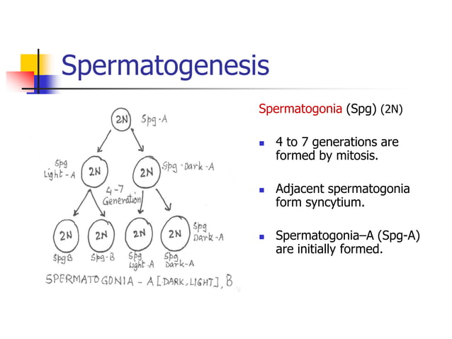 2-Spermatogenesis_sperm_semen.pdf bsc nursing | PPT