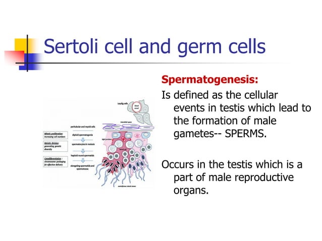 2-Spermatogenesis_sperm_semen.pdf bsc nursing | PPT