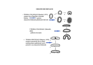 2.spugne | PDF