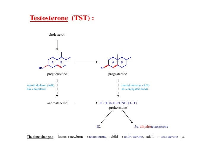 2 steroid metabolism