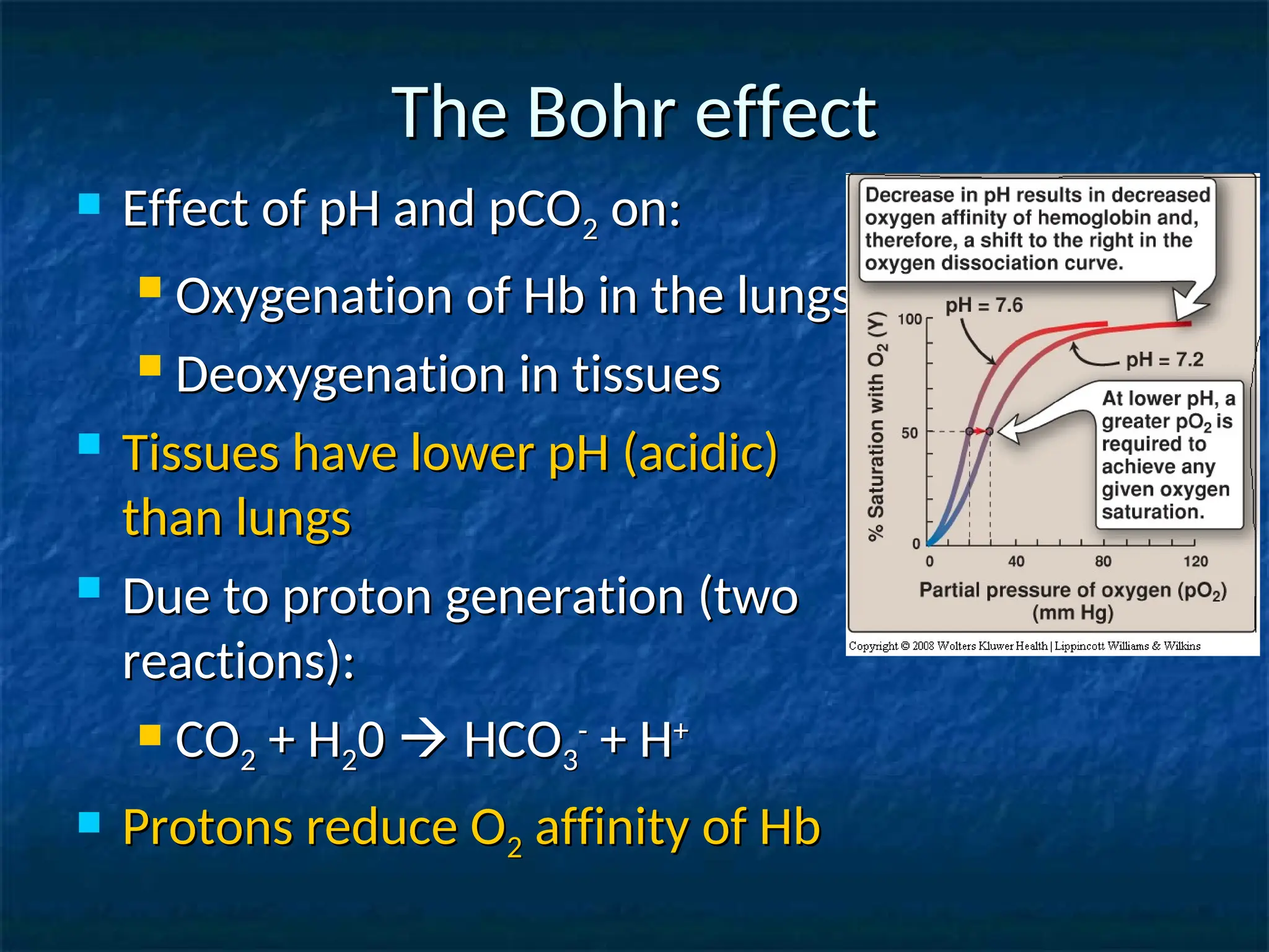 2 Structure And Function Of Hemoglobinppt Transporting Oxygen From The Lungs To The Tissues And