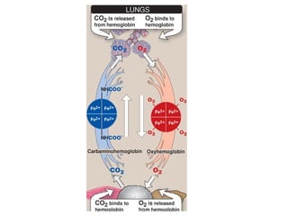 2-Structure and Function of Hemoglobin.ppt transporting oxygen from the ...