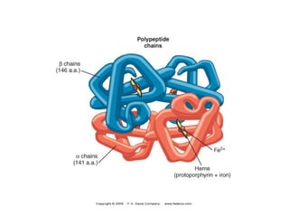 2-Structure and Function of Hemoglobin.ppt transporting oxygen from the ...