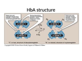2-Structure and Function of Hemoglobin.ppt transporting oxygen from the ...