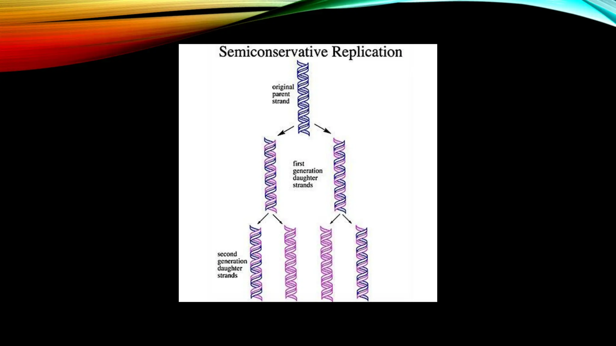Structure and Replication of DNA. Biology University. | PPT
