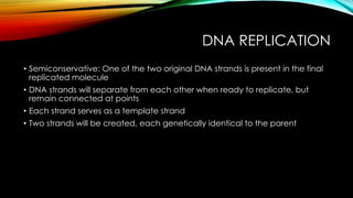 Structure and Replication of DNA. Biology University. | PDF