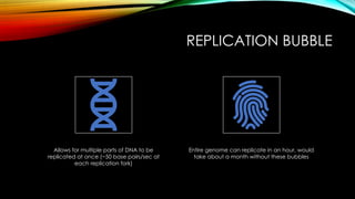Structure and Replication of DNA. Biology University. | PDF