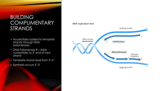 Structure and Replication of DNA. Biology University. | PDF