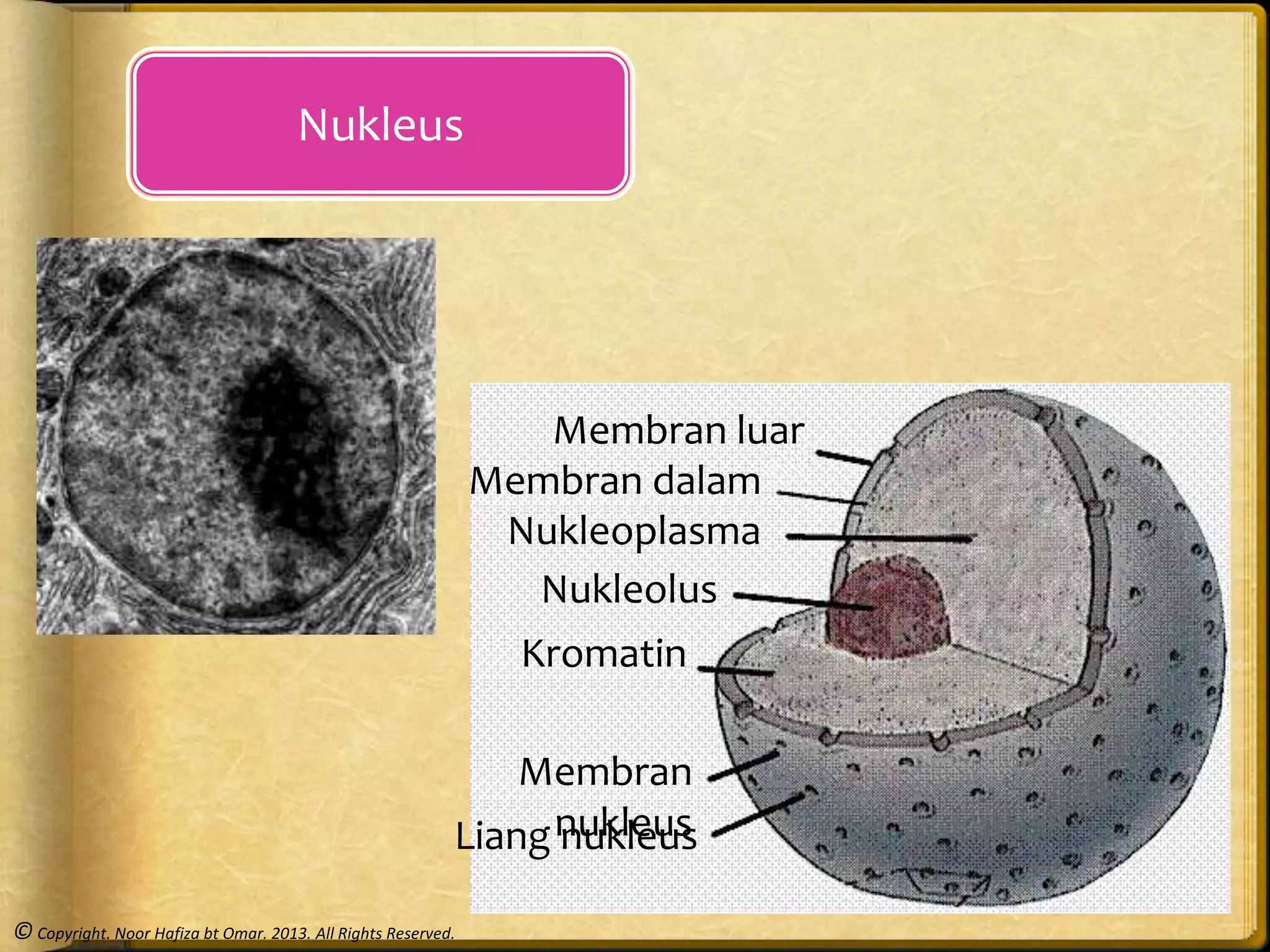Bab 2 Struktur sel dan organisasi sel | PPTX