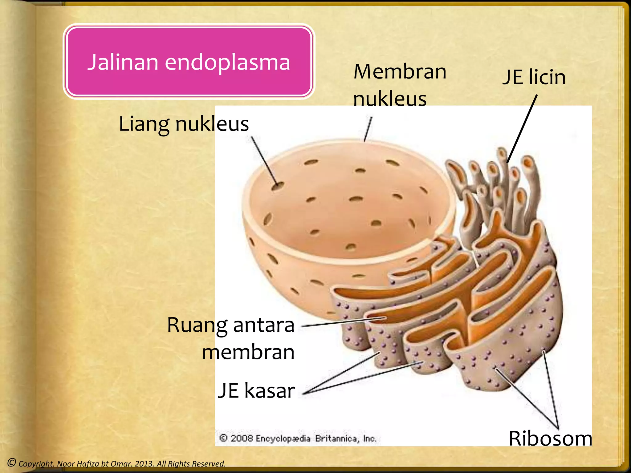 Bab 2 Struktur sel dan organisasi sel | PPTX