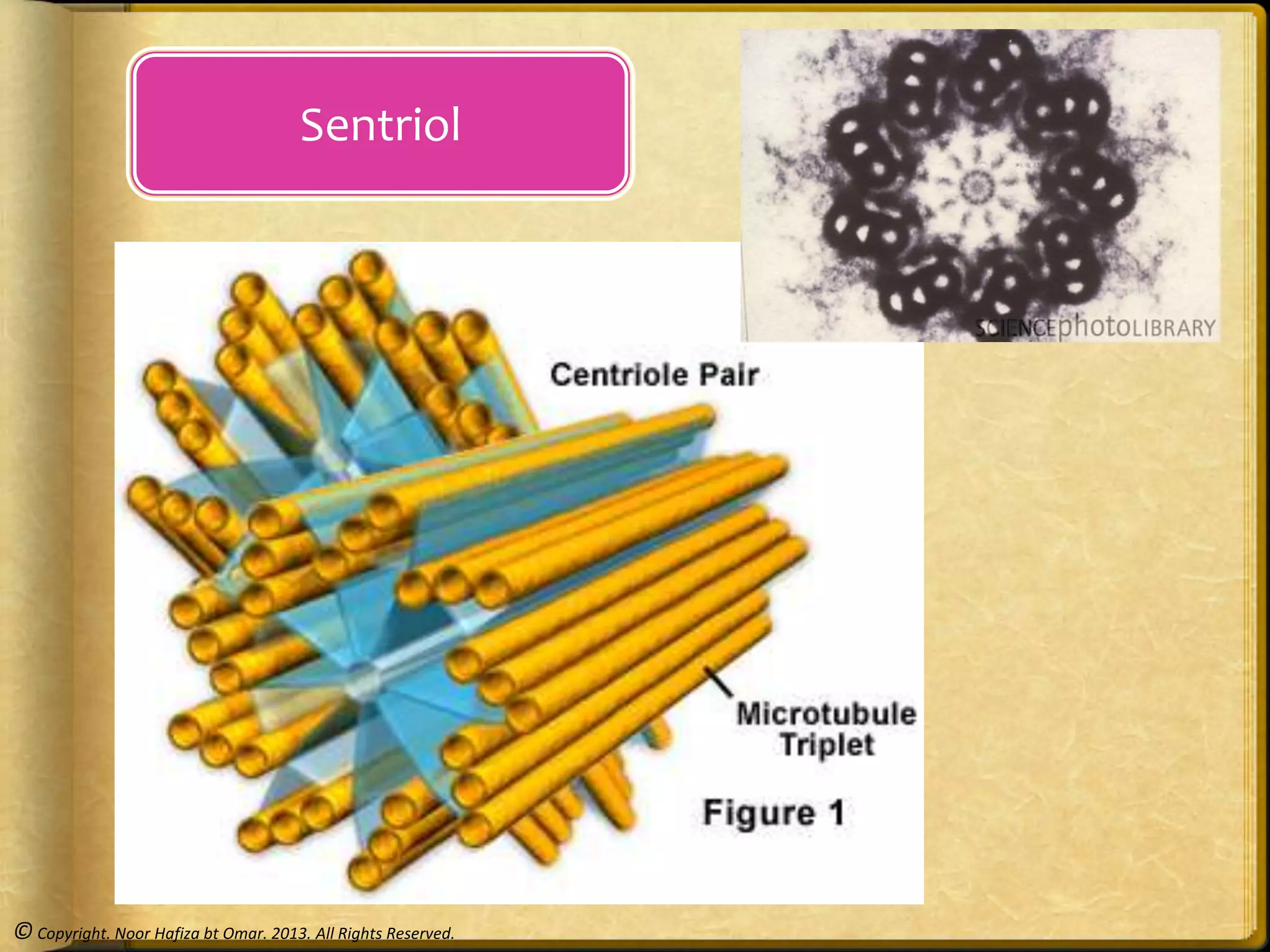Bab 2 Struktur sel dan organisasi sel | PPTX