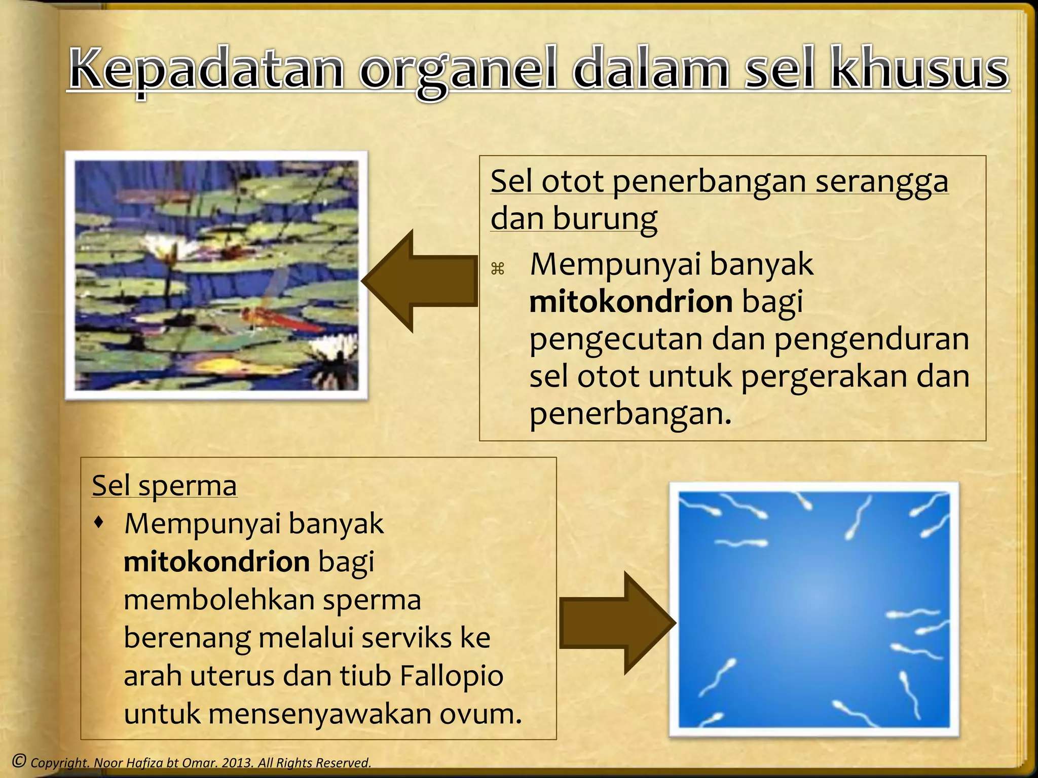 Bab 2 Struktur sel dan organisasi sel | PPTX