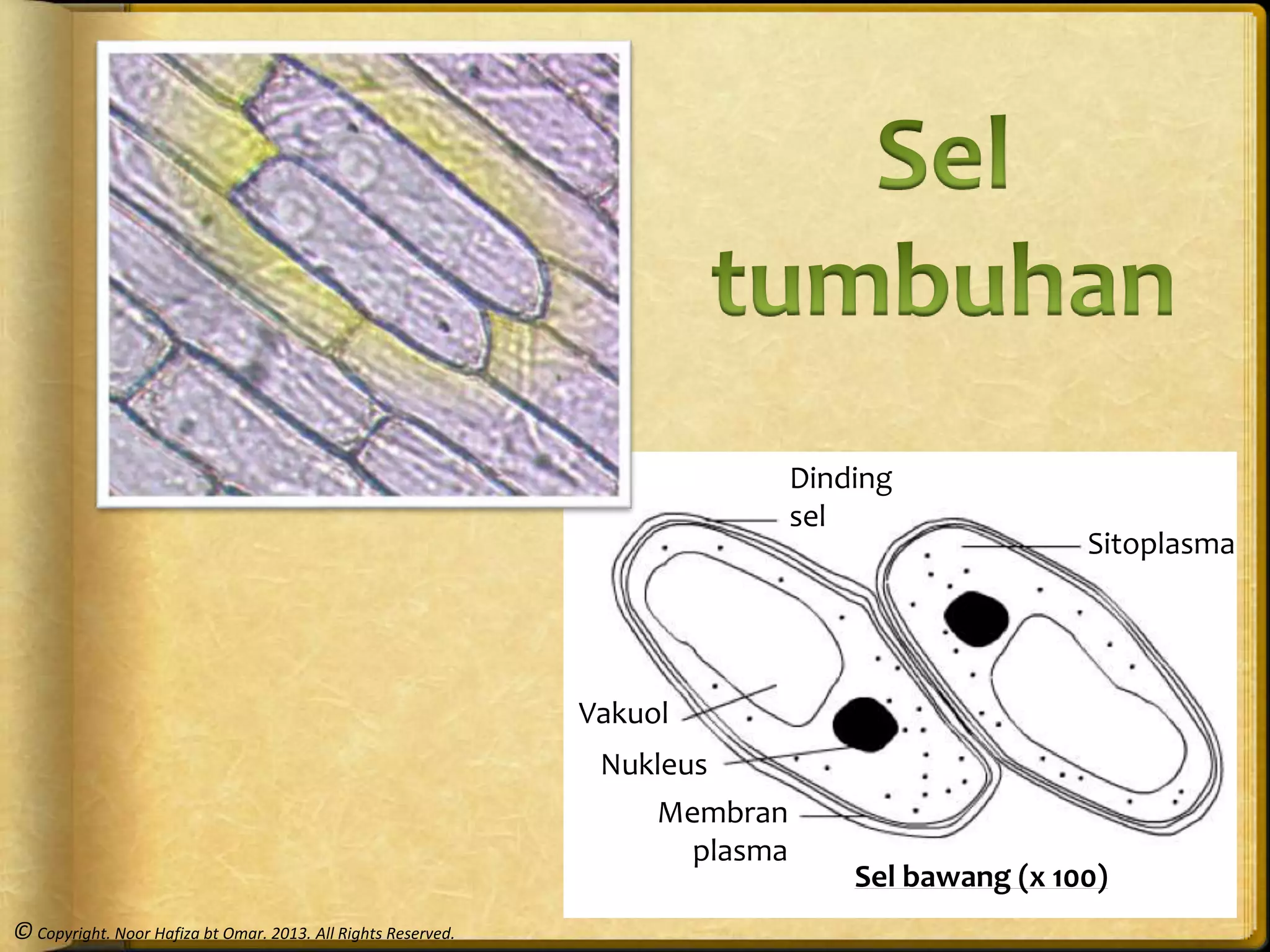 Bab 2 Struktur sel dan organisasi sel | PPTX