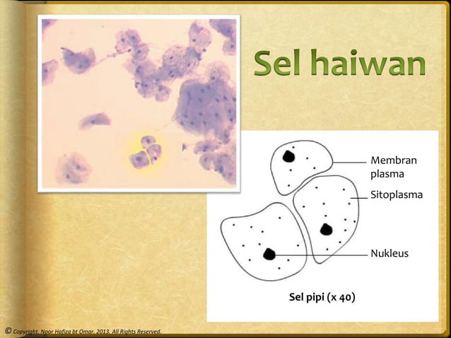 Bab 2 Struktur sel dan organisasi sel | PPTX