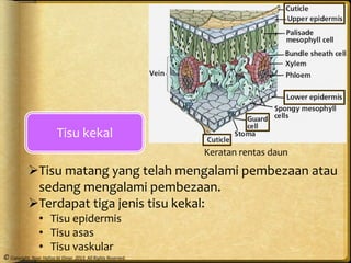 Bab 2 Struktur sel dan organisasi sel | PPTX