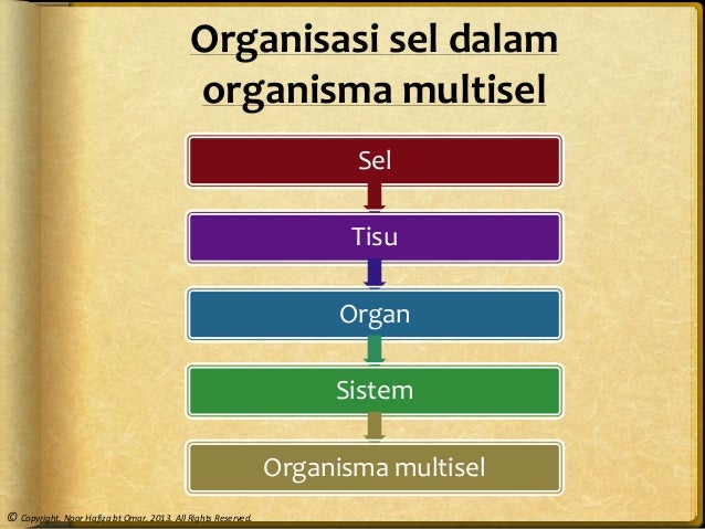 Bab 2 Struktur sel dan organisasi sel