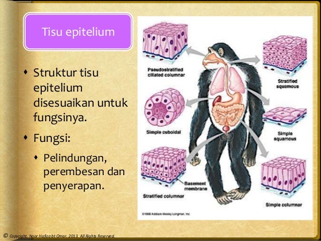 Bab 2 Struktur sel dan organisasi sel