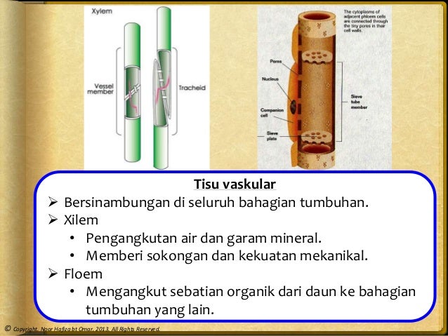 Bab 2 Struktur sel dan organisasi sel
