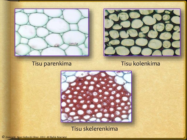 Bab 2 Struktur sel dan organisasi sel