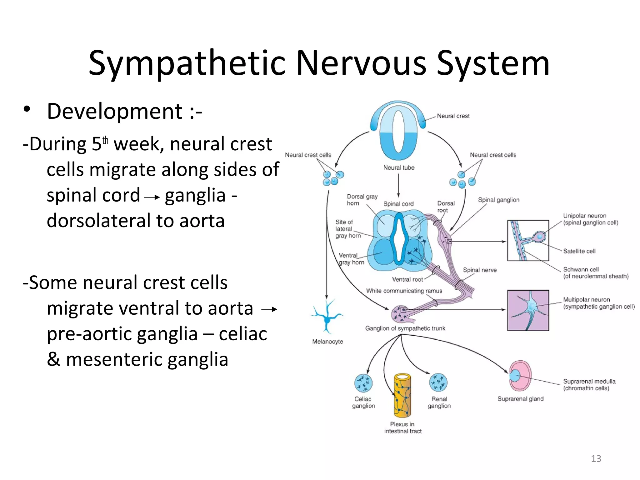 2. sympathetic nervous system | PPT