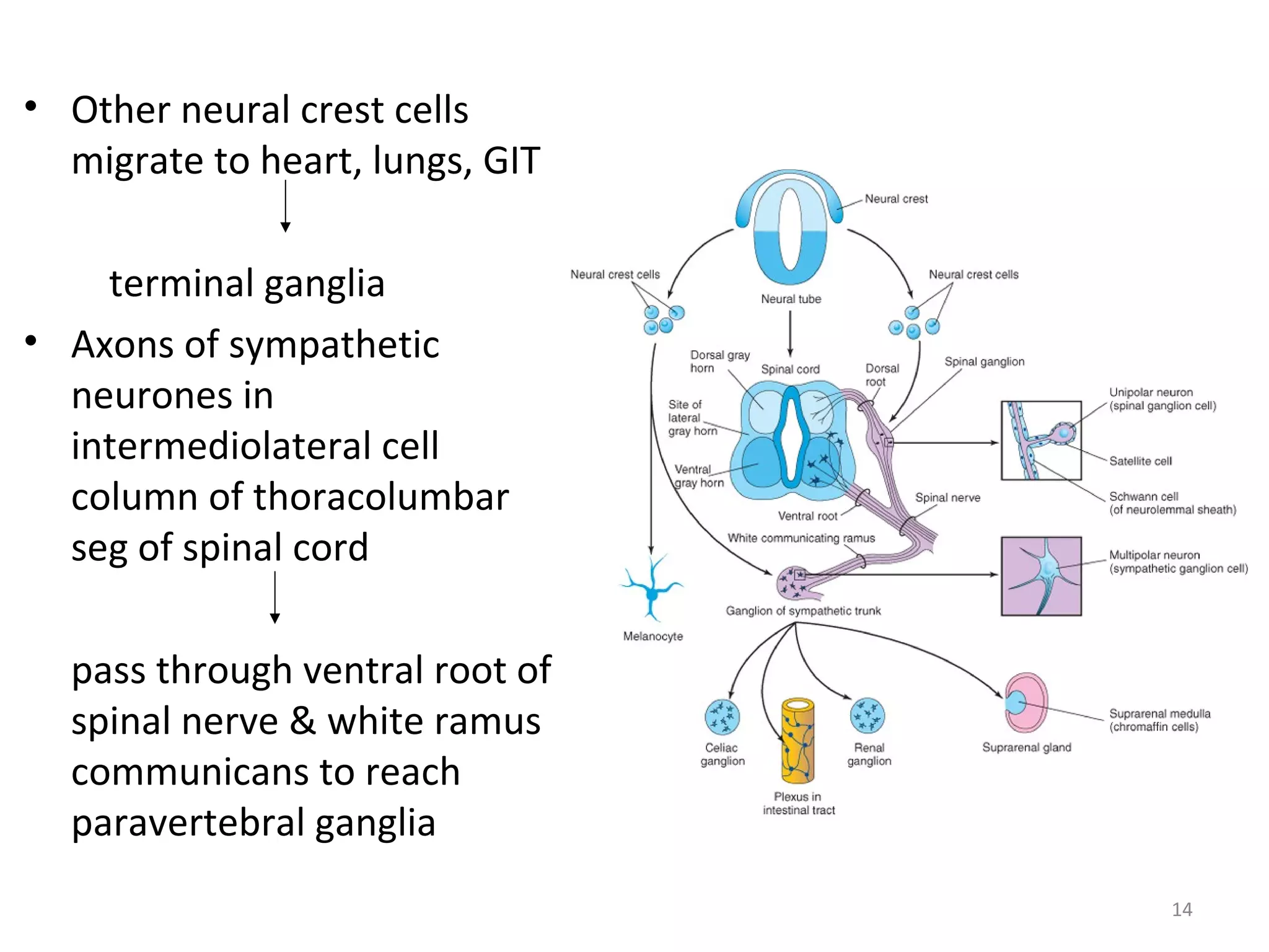 2. sympathetic nervous system | PPT
