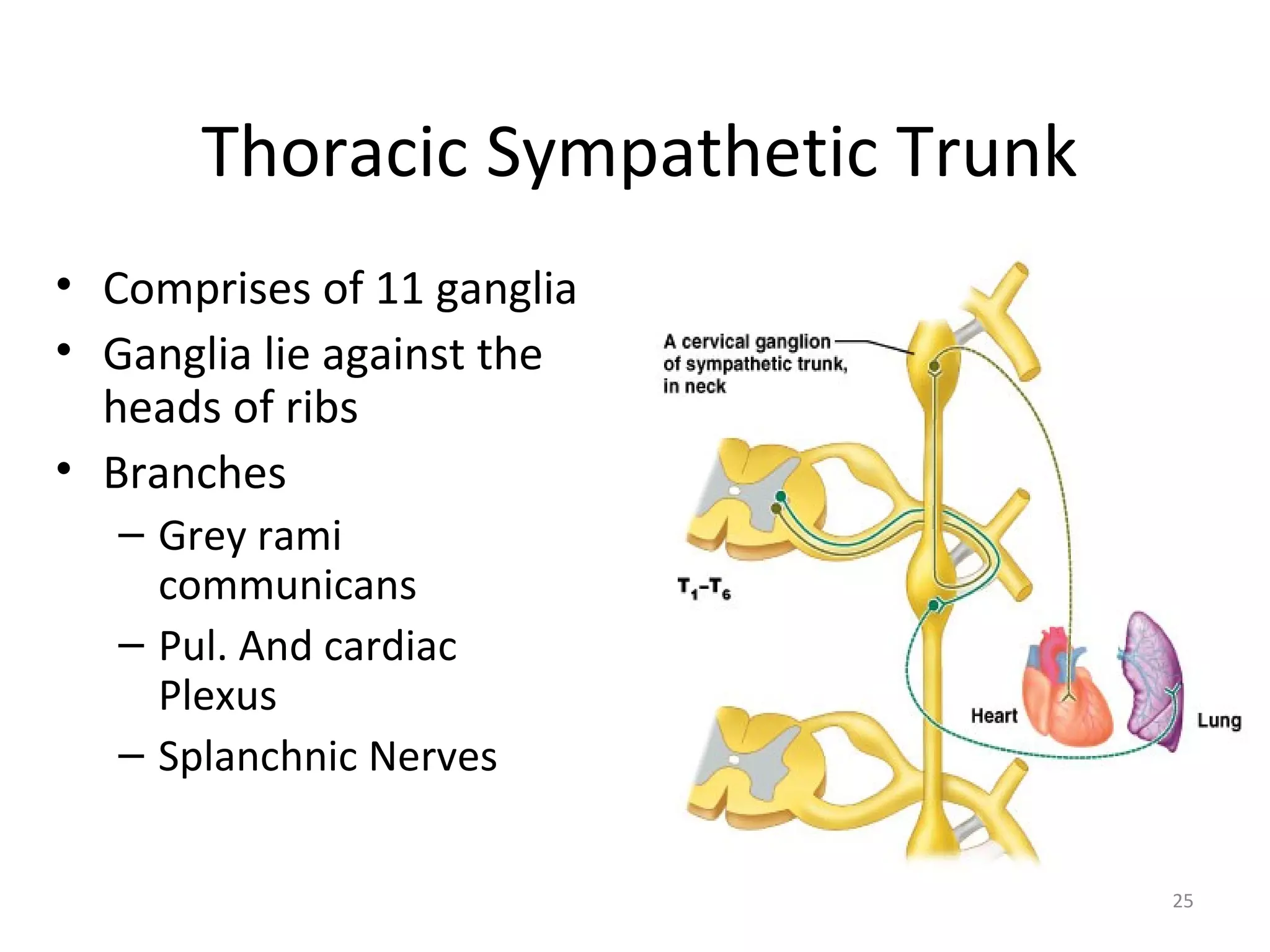 2. sympathetic nervous system | PPT