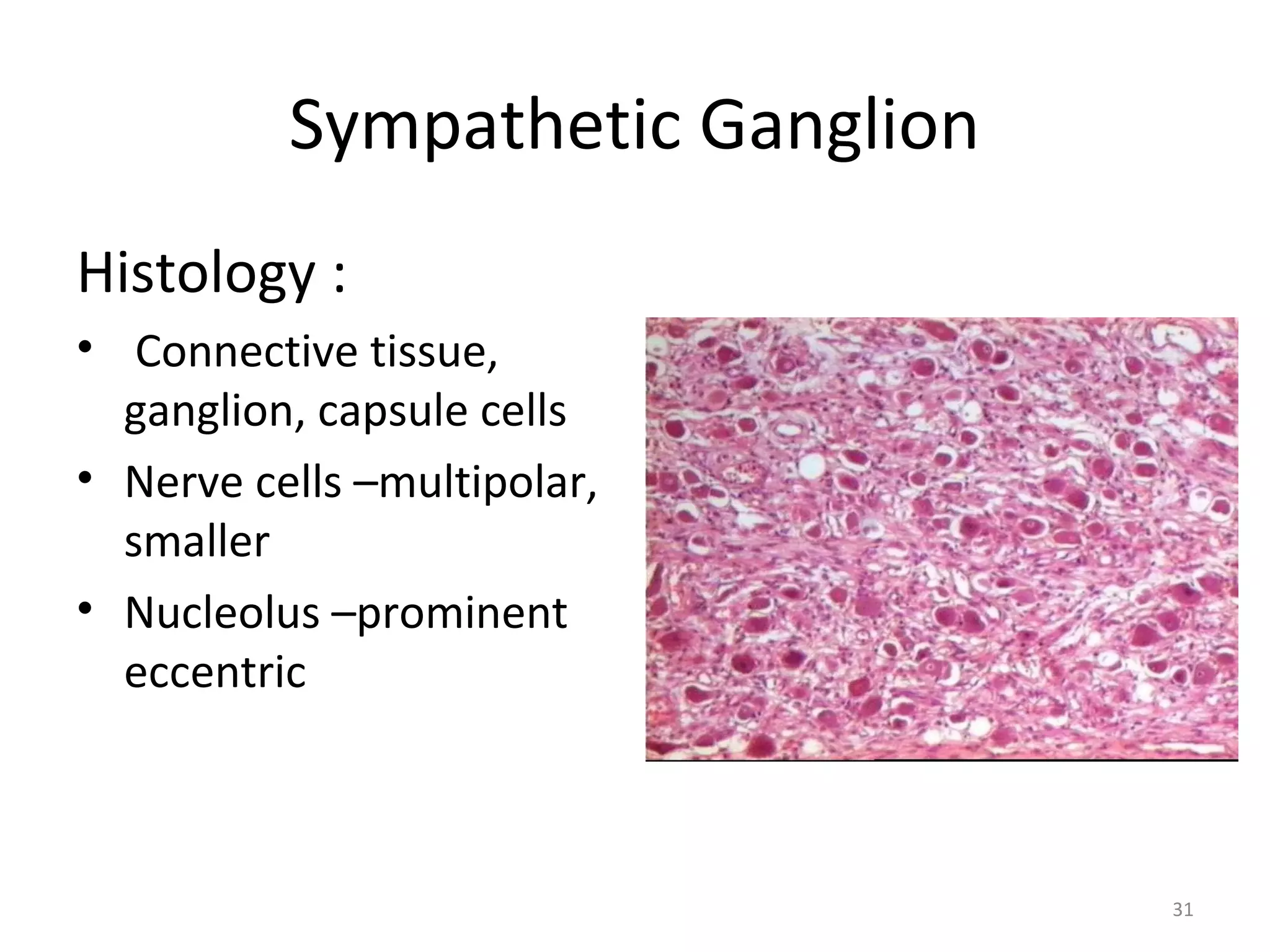2. sympathetic nervous system | PPT