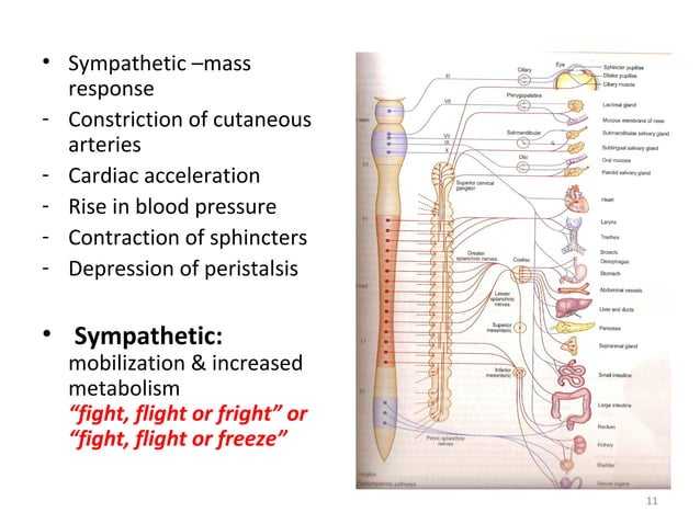 2. sympathetic nervous system | PPT