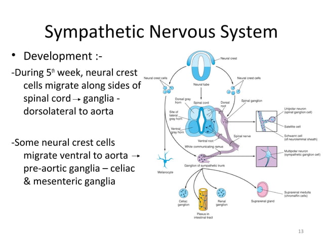 2. sympathetic nervous system | PPT