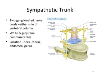 Sympathetic Trunk Ganglion