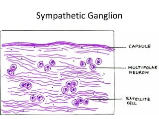 Sympathetic Ganglion Histology