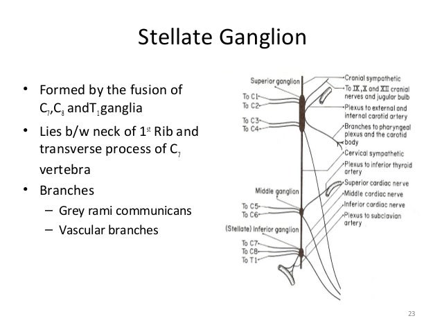 2. sympathetic nervous system