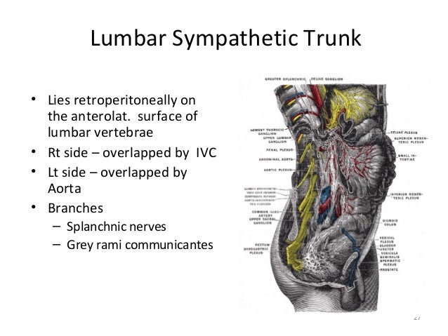 2. sympathetic nervous system