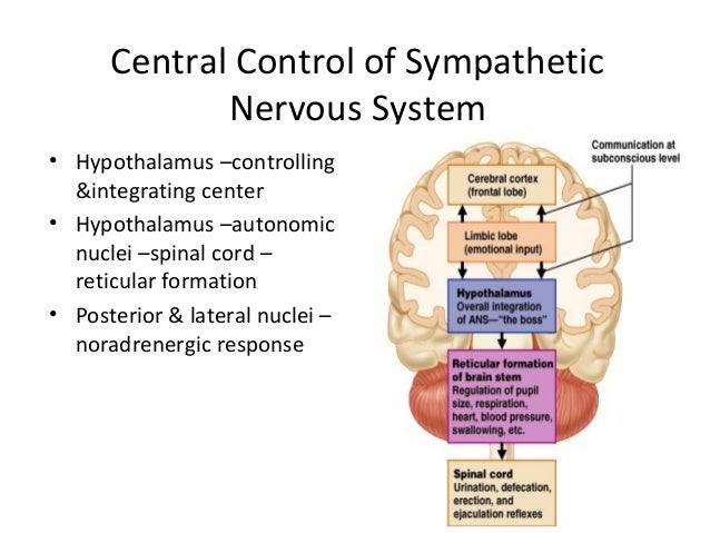 2. sympathetic nervous system