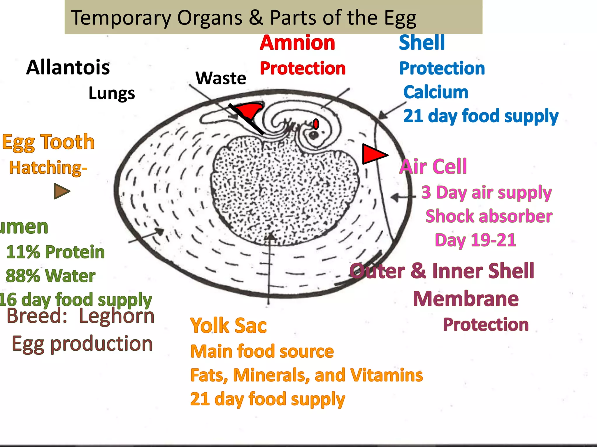 2. temporary organs grade 5 8th lesson | PPTX
