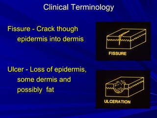 2.terminology used in dermatology rp | PPT