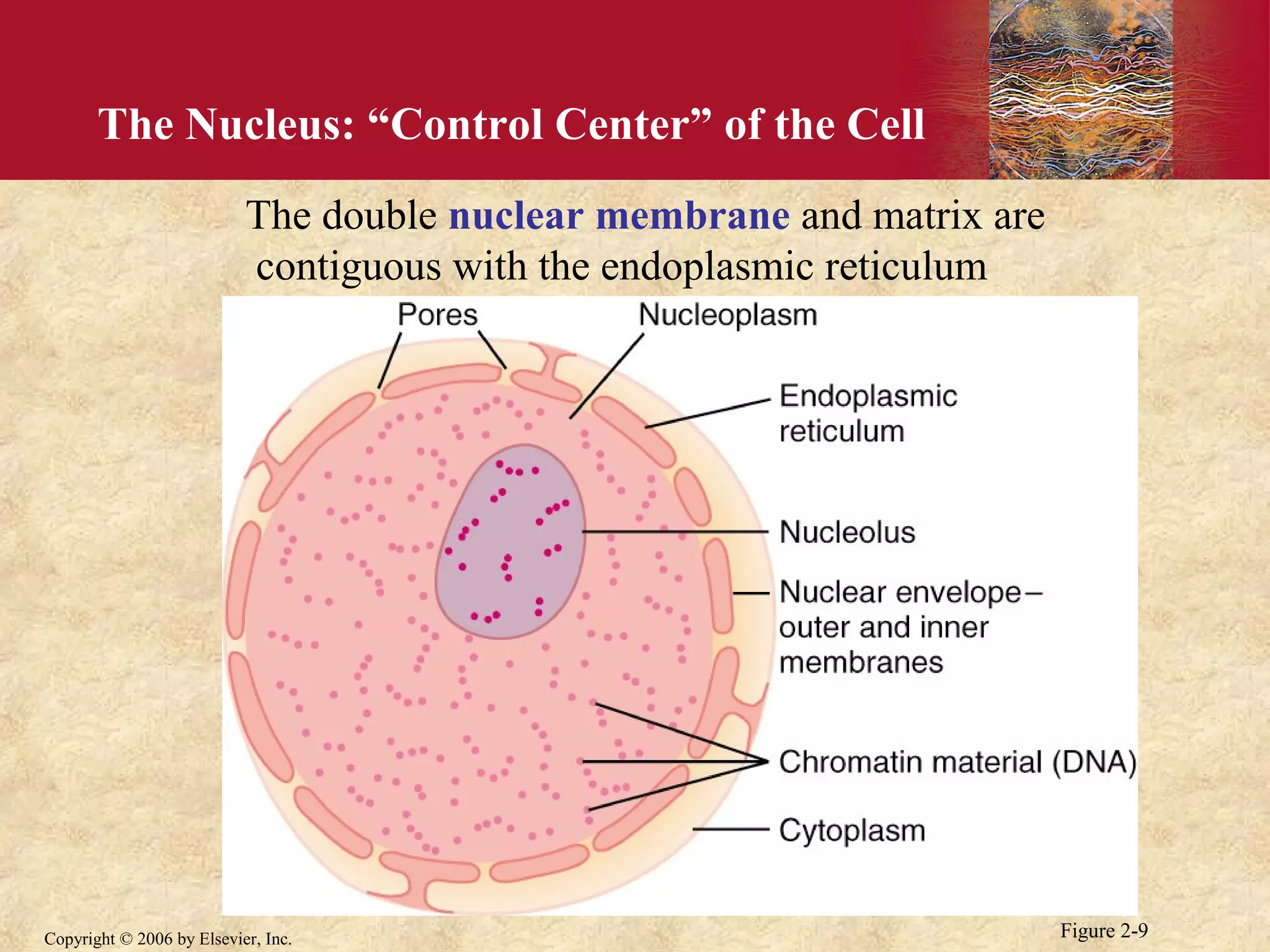 2. the cell and its function and genetic control of protein | PPT