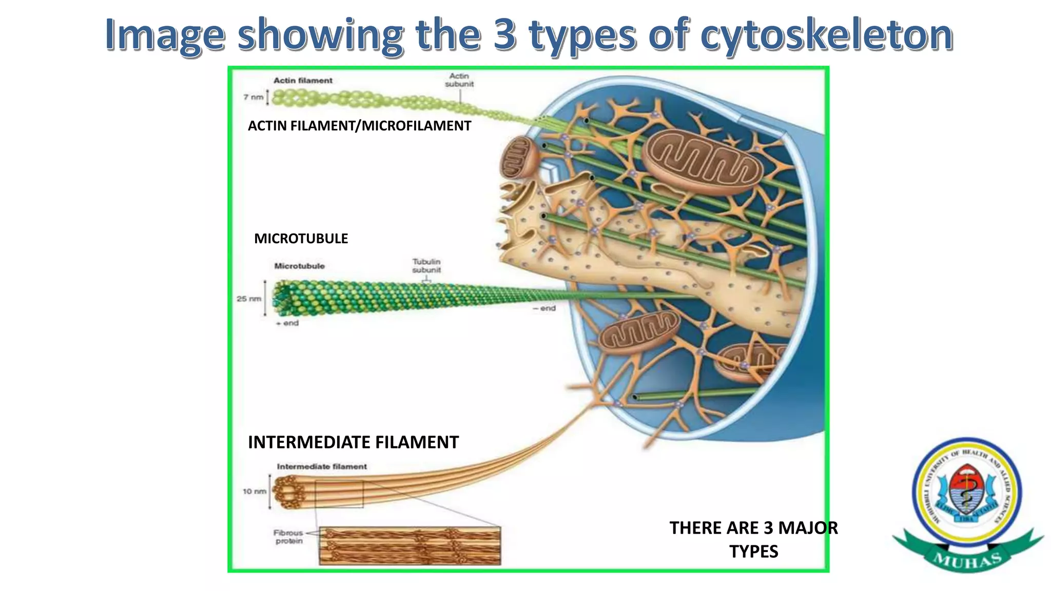 THE CYTOSKELETON AND ITS APPLICATION IN CANCER , CELL GROWTH AND ...