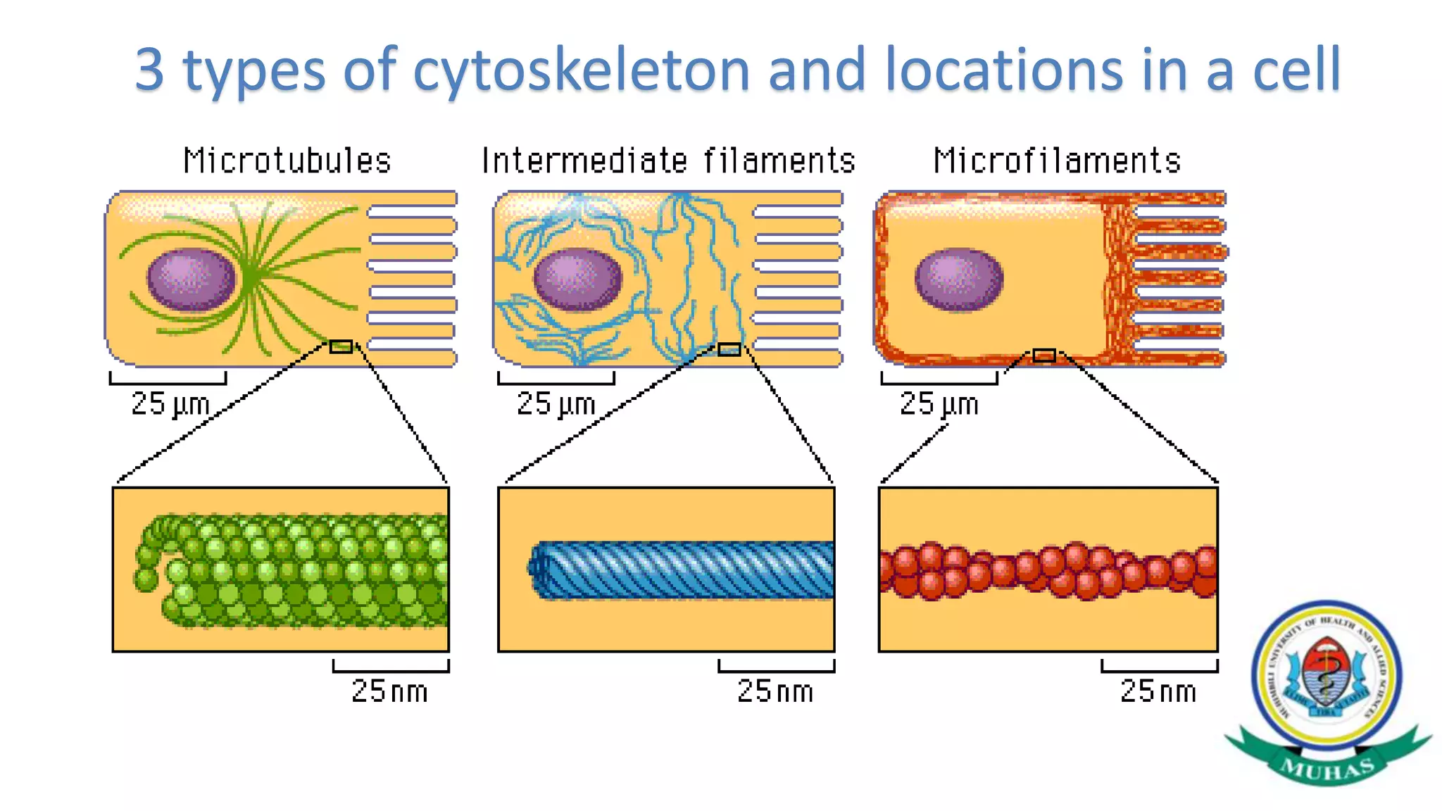 THE CYTOSKELETON AND ITS APPLICATION IN CANCER , CELL GROWTH AND ...